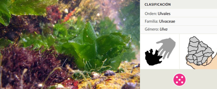 Lechuga de mar | Contenidos educativos digitales
